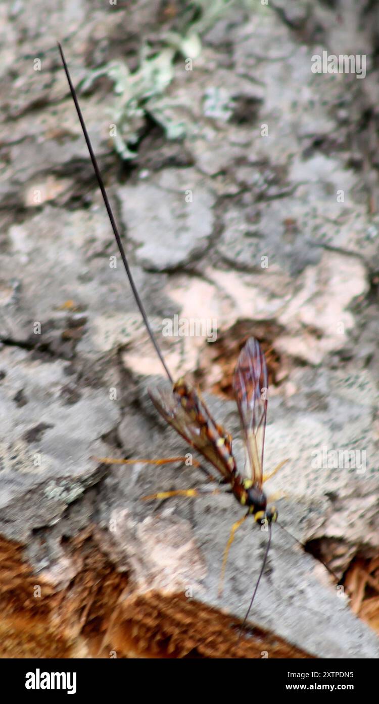 Norton's Giant Ichneumonid Wasp (Megarhyssa nortoni) Insecta Stock ...