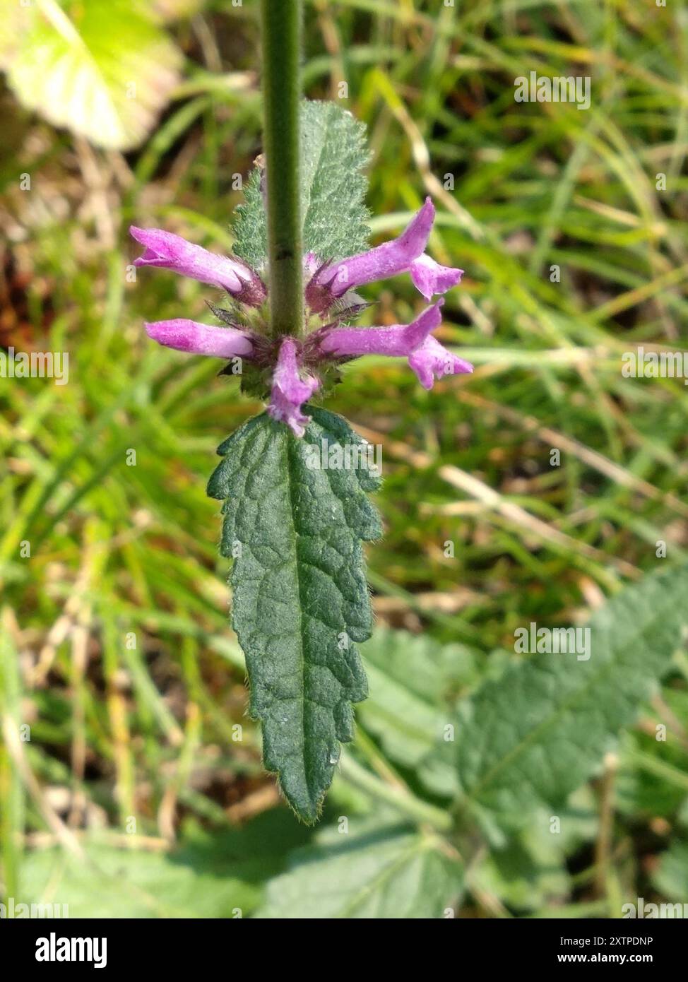 common hedge-nettle (Betonica officinalis) Plantae Stock Photo - Alamy