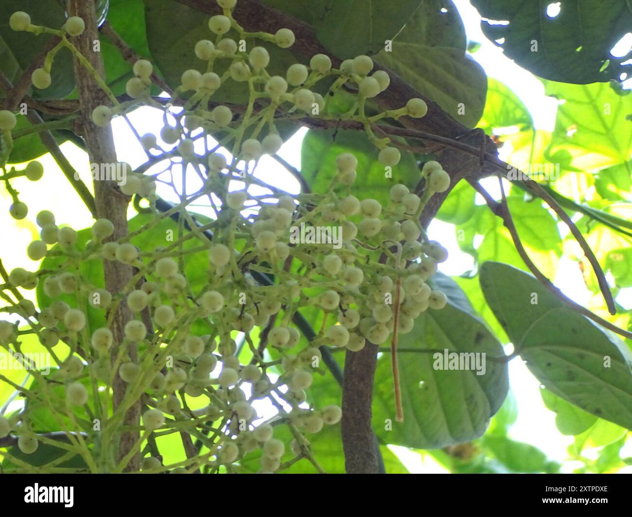 Anamirta cocculus hi-res stock photography and images - Alamy