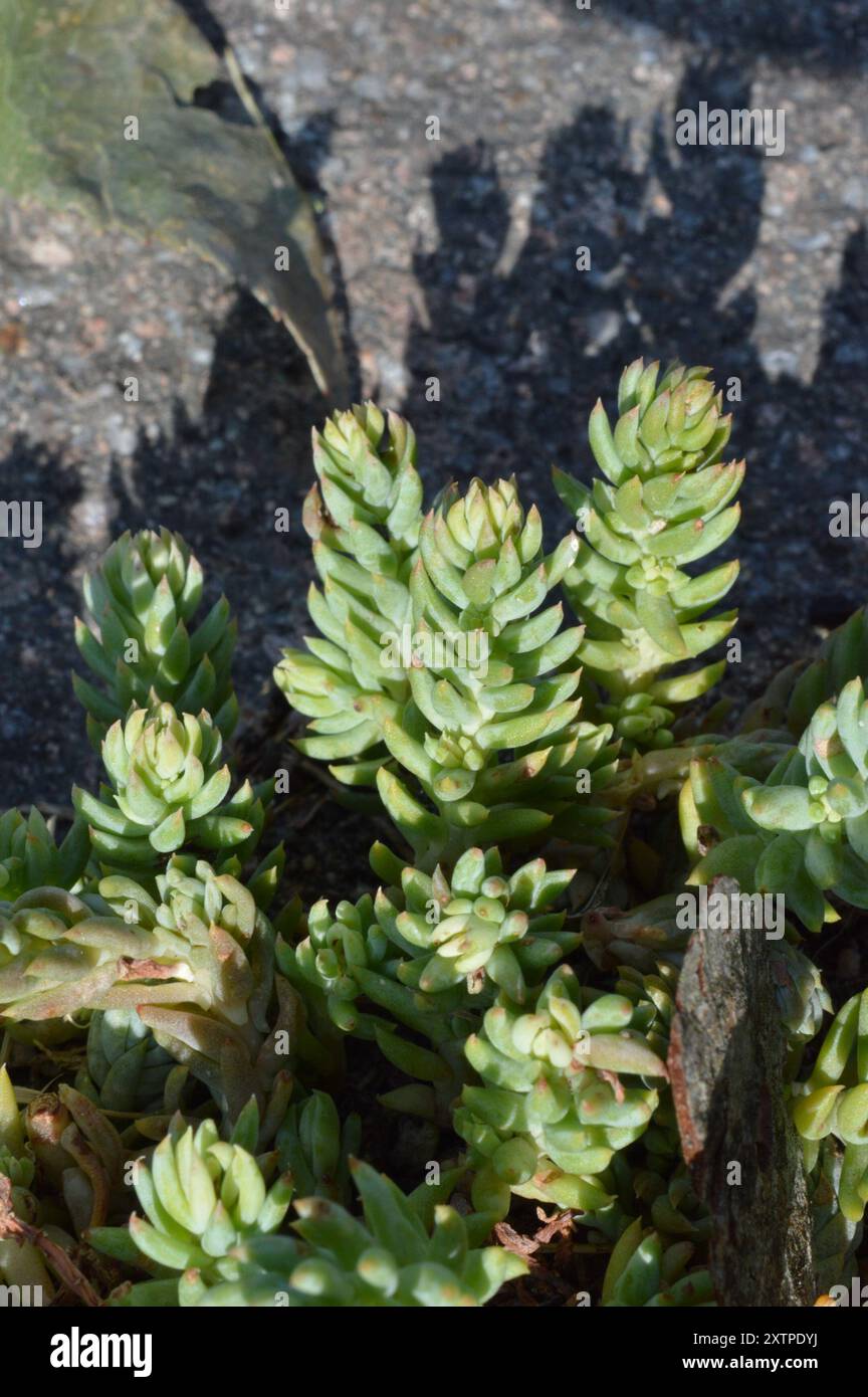 Reflexed Stonecrop (Petrosedum rupestre) Plantae Stock Photo - Alamy