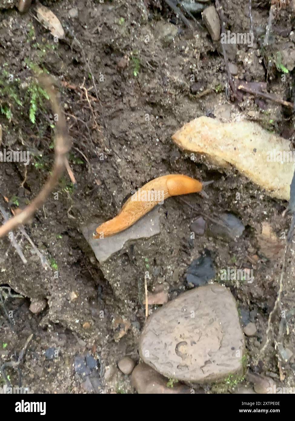 Western Dusky Slug (Arion subfuscus) Mollusca Stock Photo - Alamy