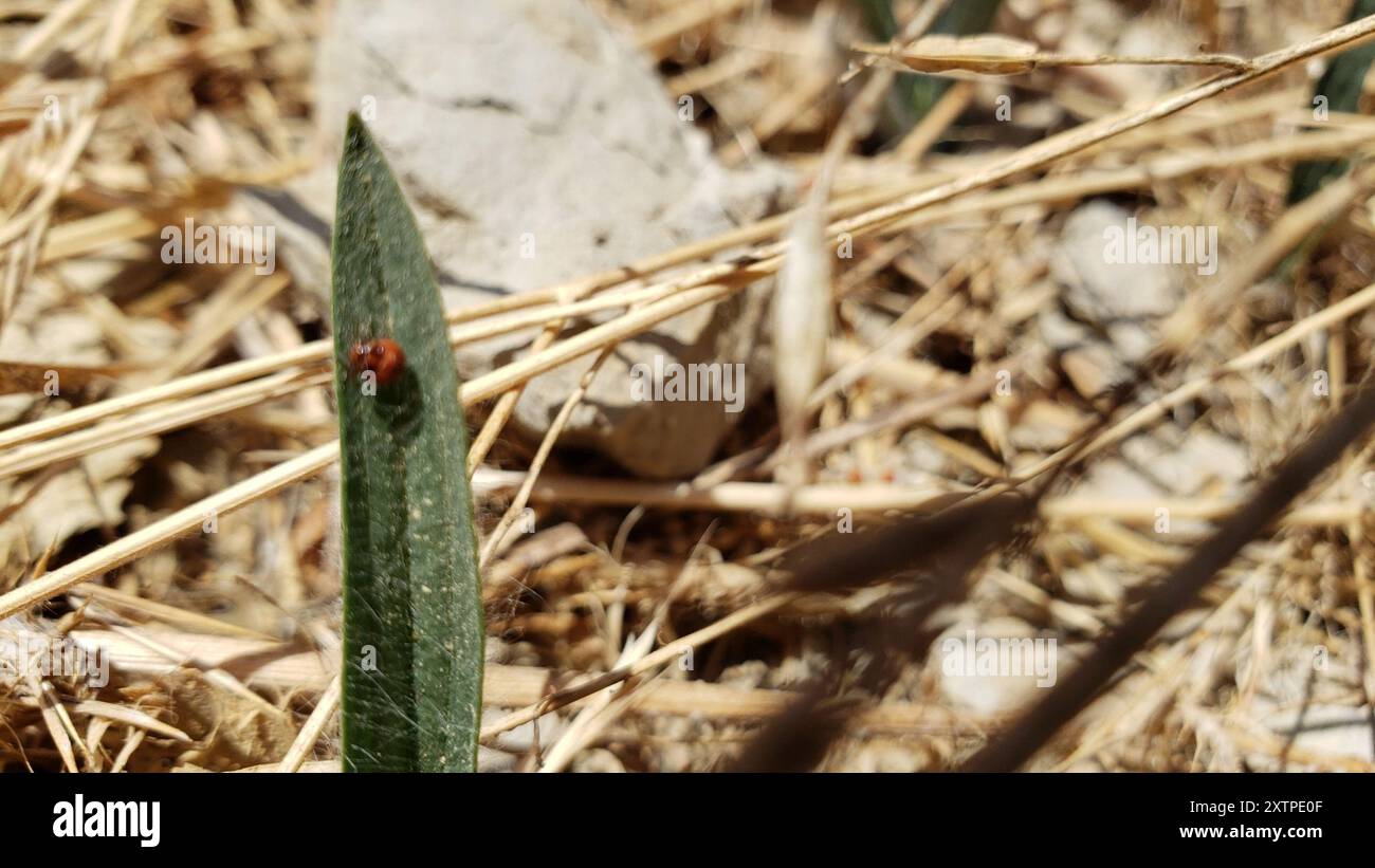 Stink Bugs, Shield Bugs, and Allies (Pentatomoidea) Insecta Stock Photo ...