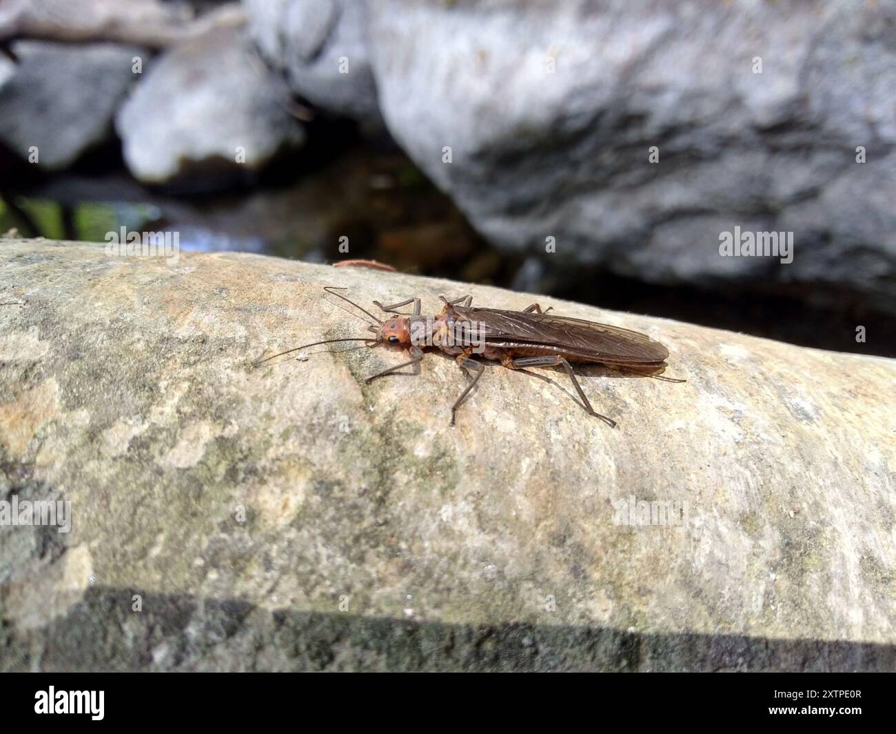 Common Stoneflies (Perlidae) Insecta Stock Photo - Alamy