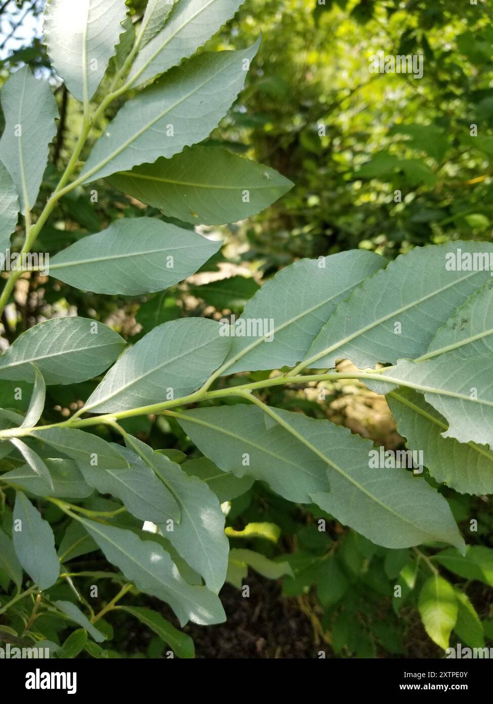 Scouler's willow (Salix scouleriana) Plantae Stock Photo - Alamy