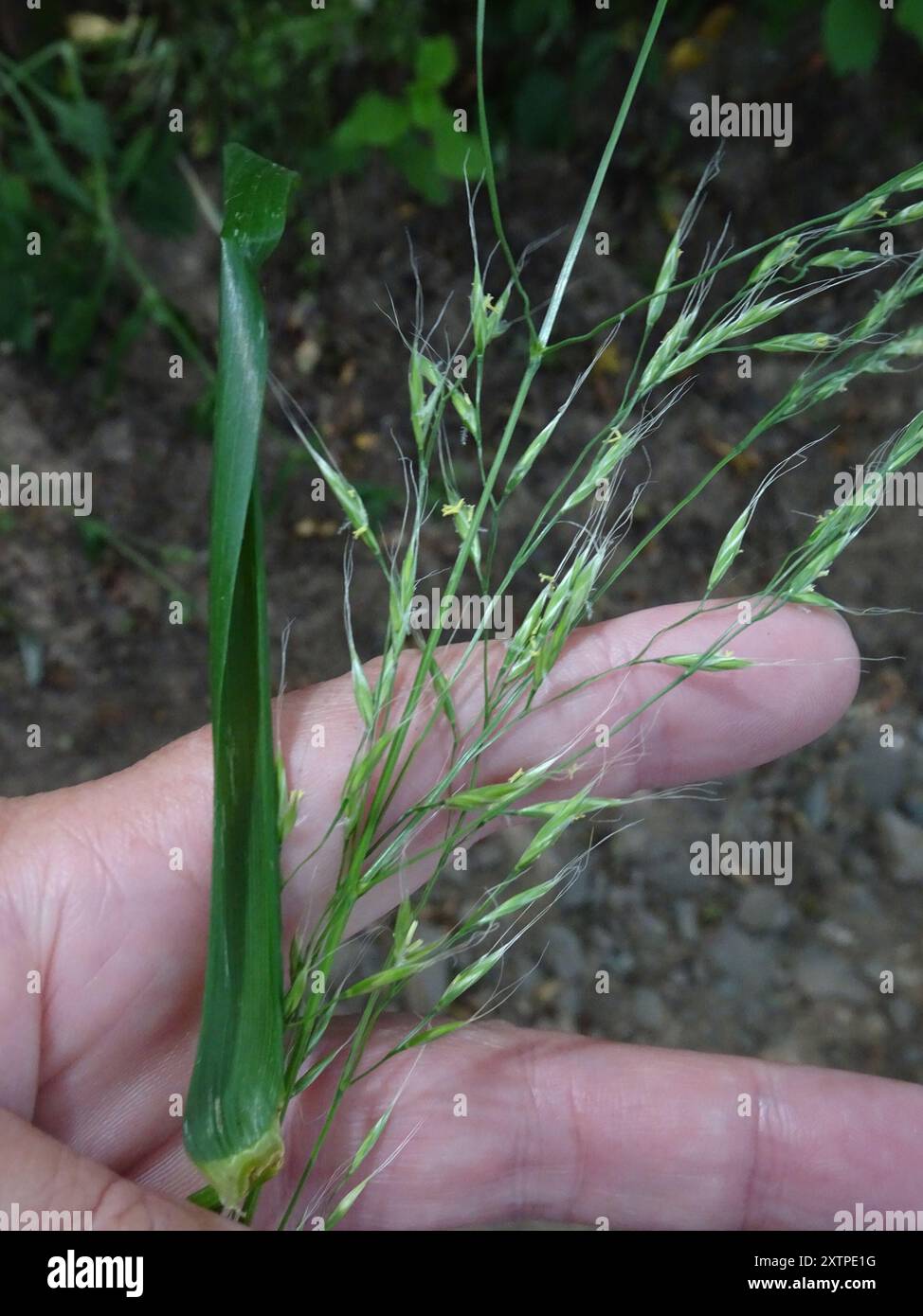 Giant Fescue (Lolium giganteum) Plantae Stock Photo - Alamy