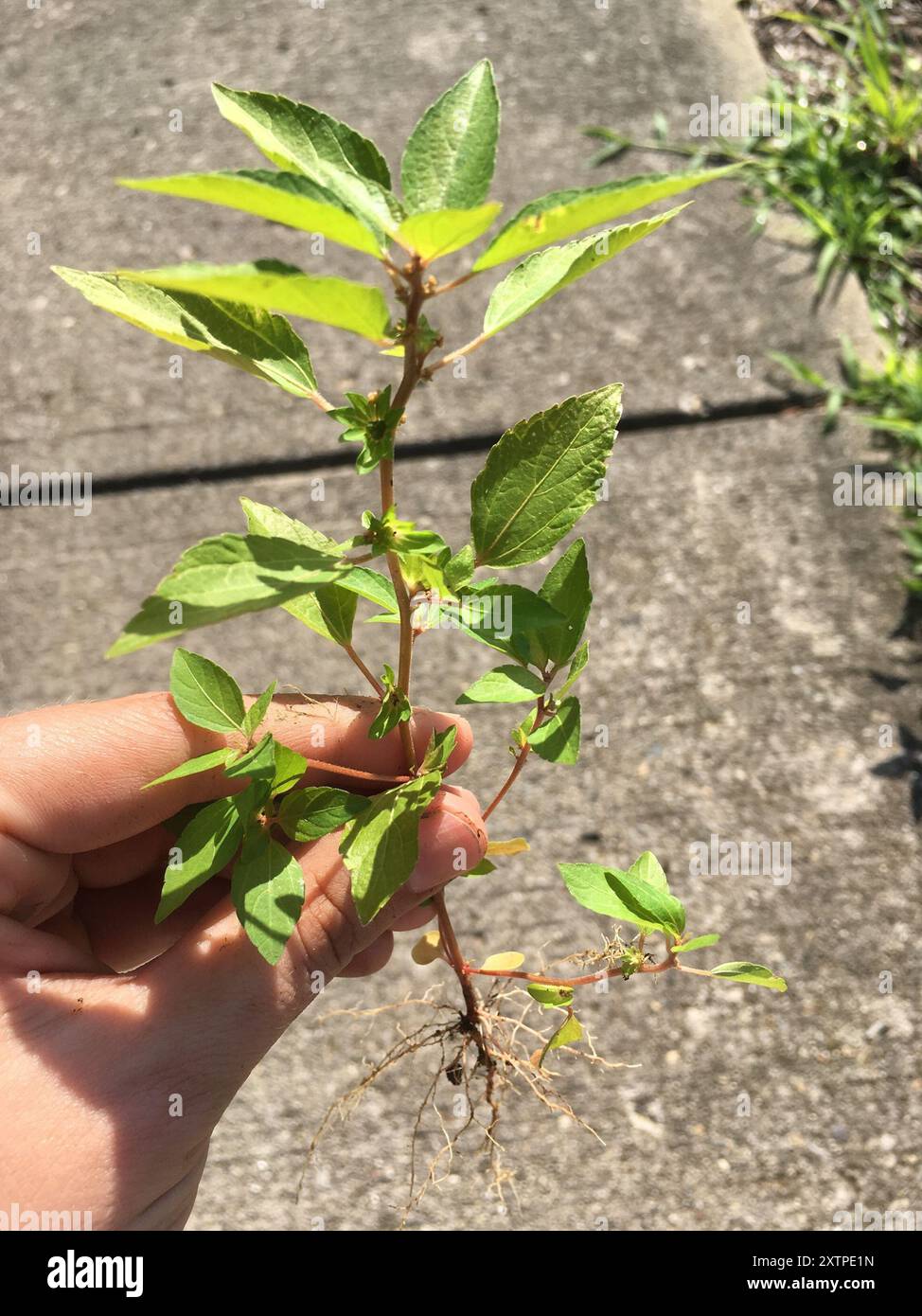 common copperleaf (Acalypha rhomboidea) Plantae Stock Photo - Alamy