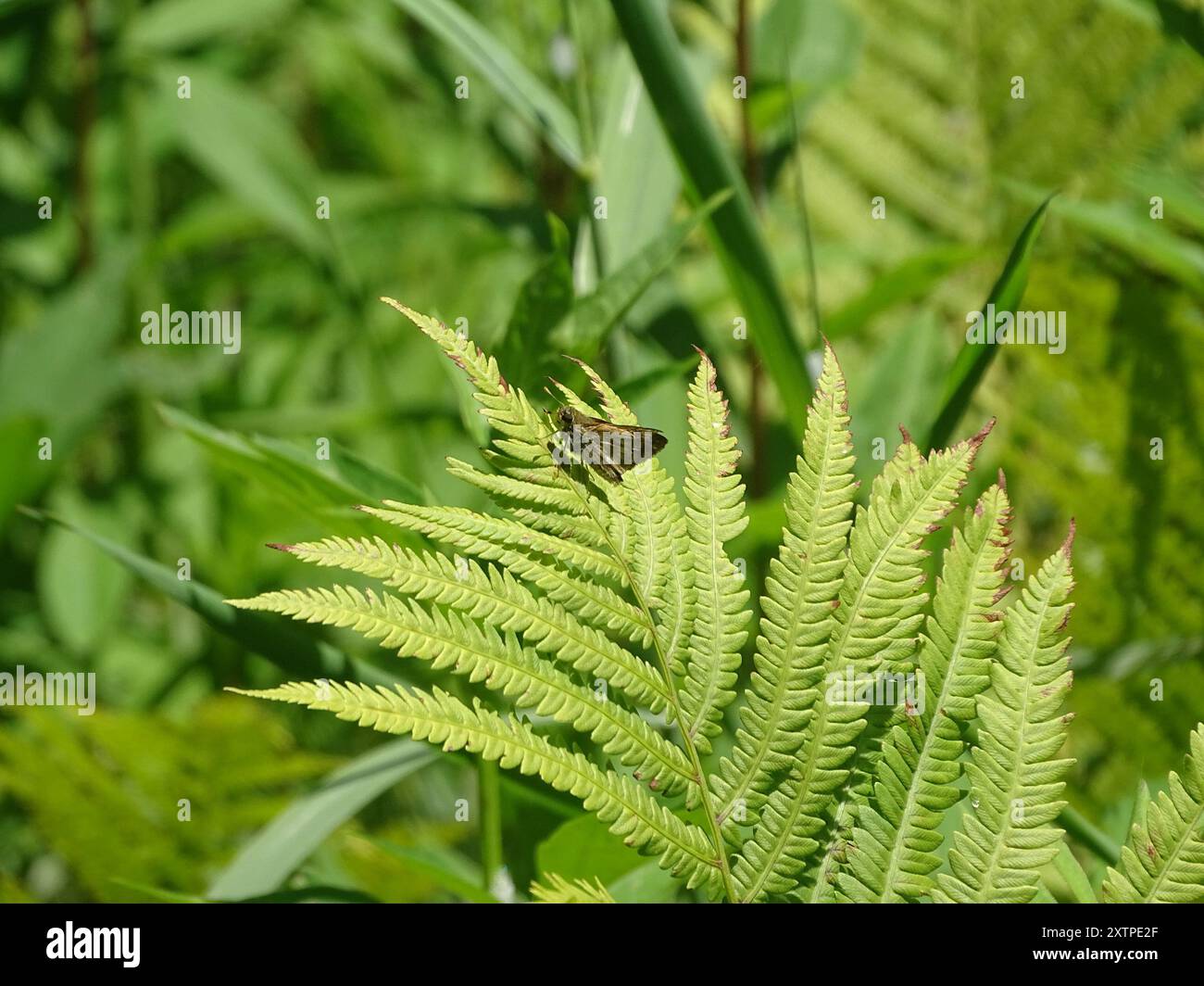 Long Dash (Polites mystic) Insecta Stock Photo - Alamy