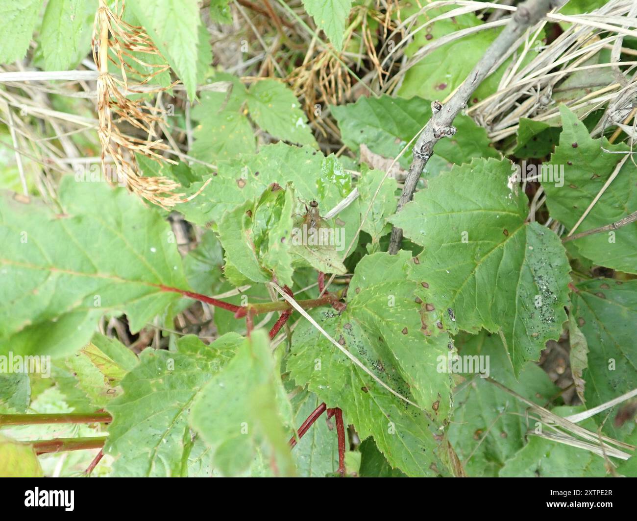 squashberry (Viburnum edule) Plantae Stock Photo - Alamy