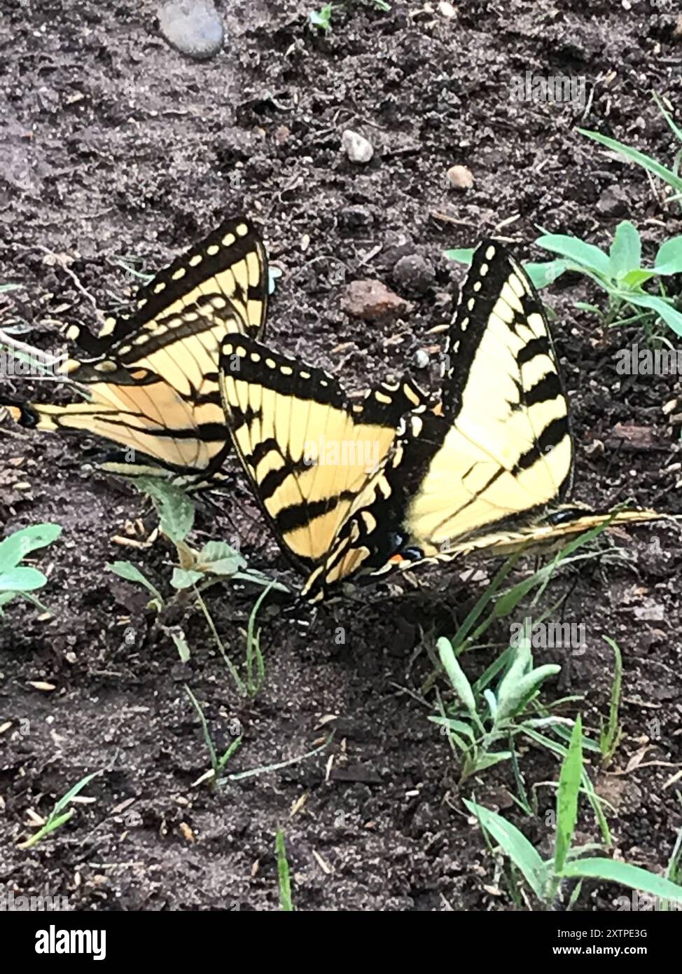 Canadian × Eastern Tiger Swallowtail (Papilio canadensis × glaucus ...