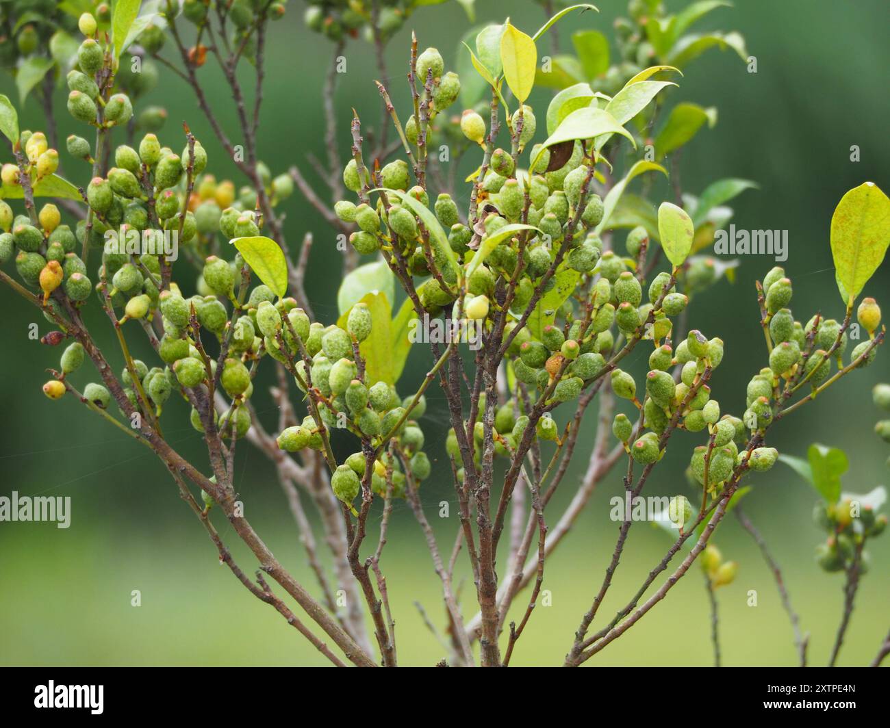 (Ficus formosana) Plantae Stock Photo - Alamy