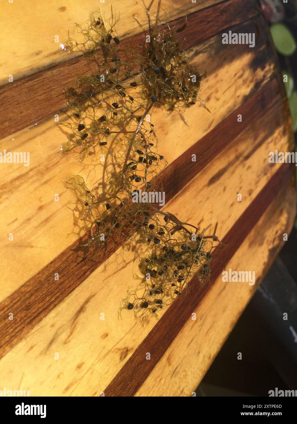 swollen bladderwort (Utricularia inflata) Plantae Stock Photo - Alamy