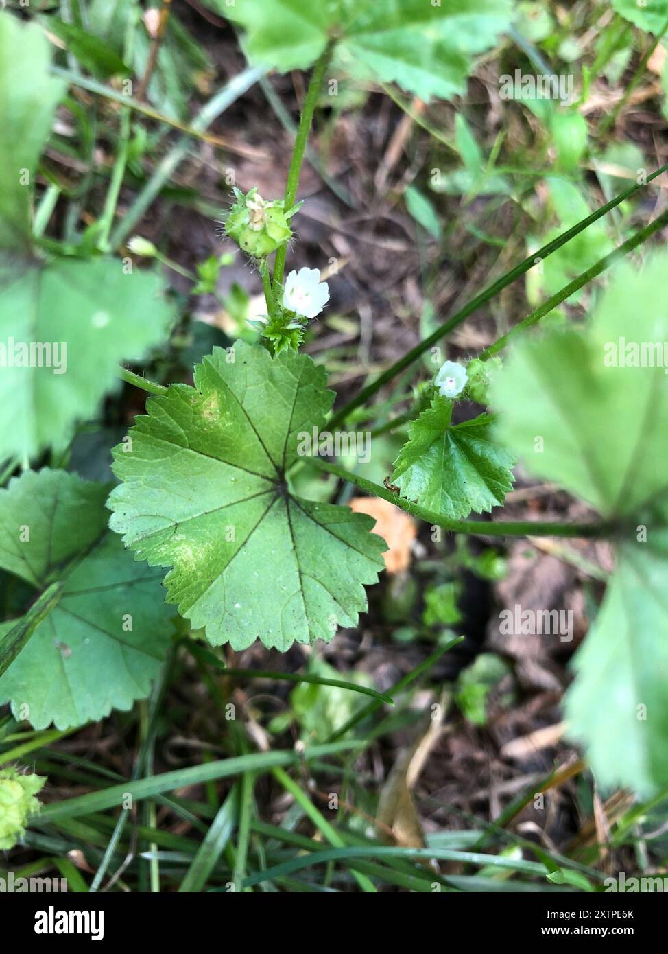 Small Mallow (Malva pusilla) Plantae Stock Photo - Alamy