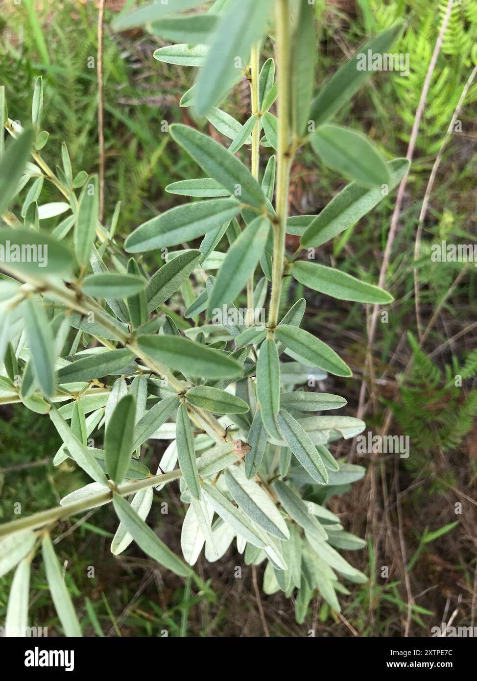 round-headed bush clover (Lespedeza capitata) Plantae Stock Photo - Alamy