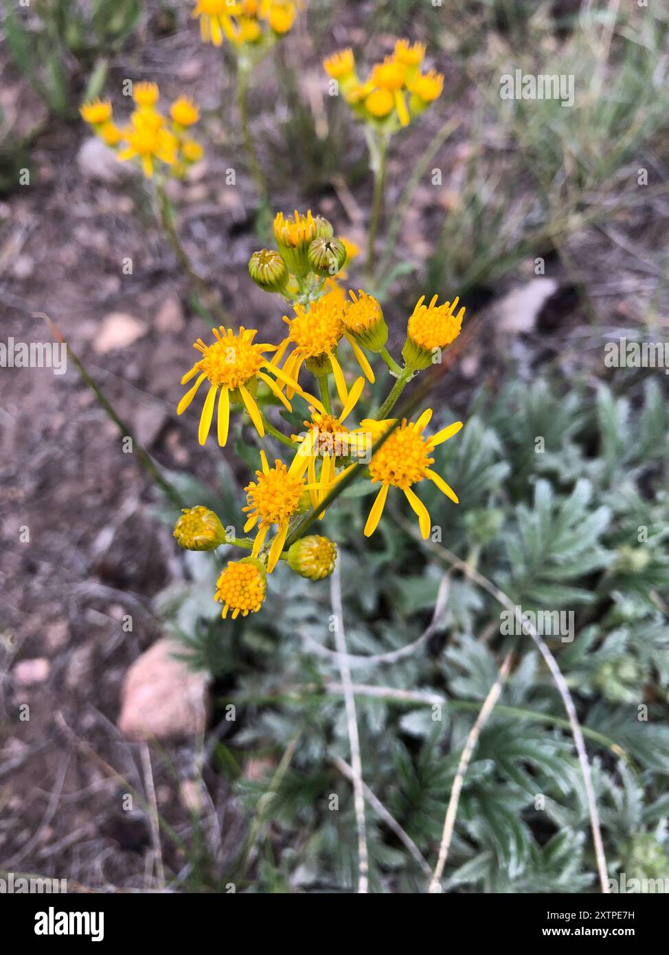 Tall western groundsel (Senecio integerrimus) Plantae Stock Photo - Alamy