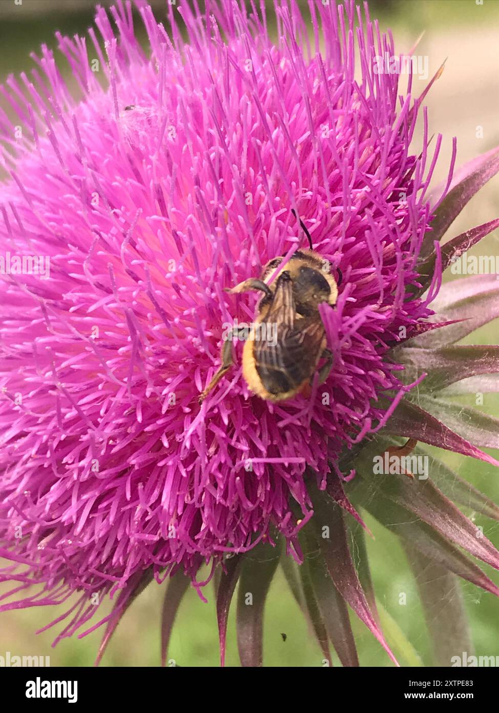 broad-handed leafcutter bee (Megachile latimanus) Insecta Stock Photo ...