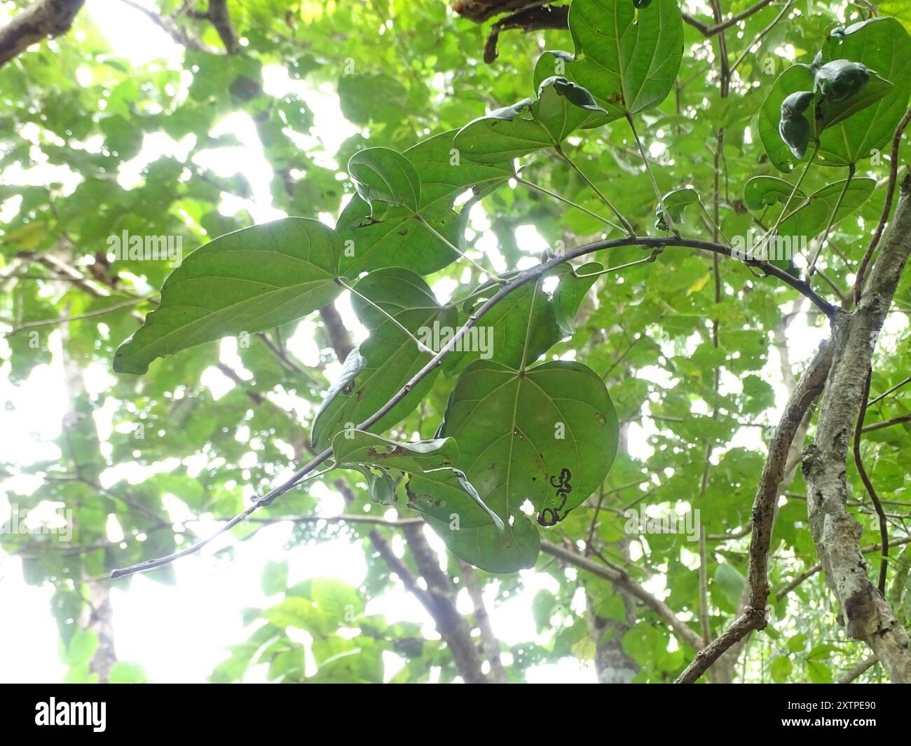 Anamirta cocculus hi-res stock photography and images - Alamy