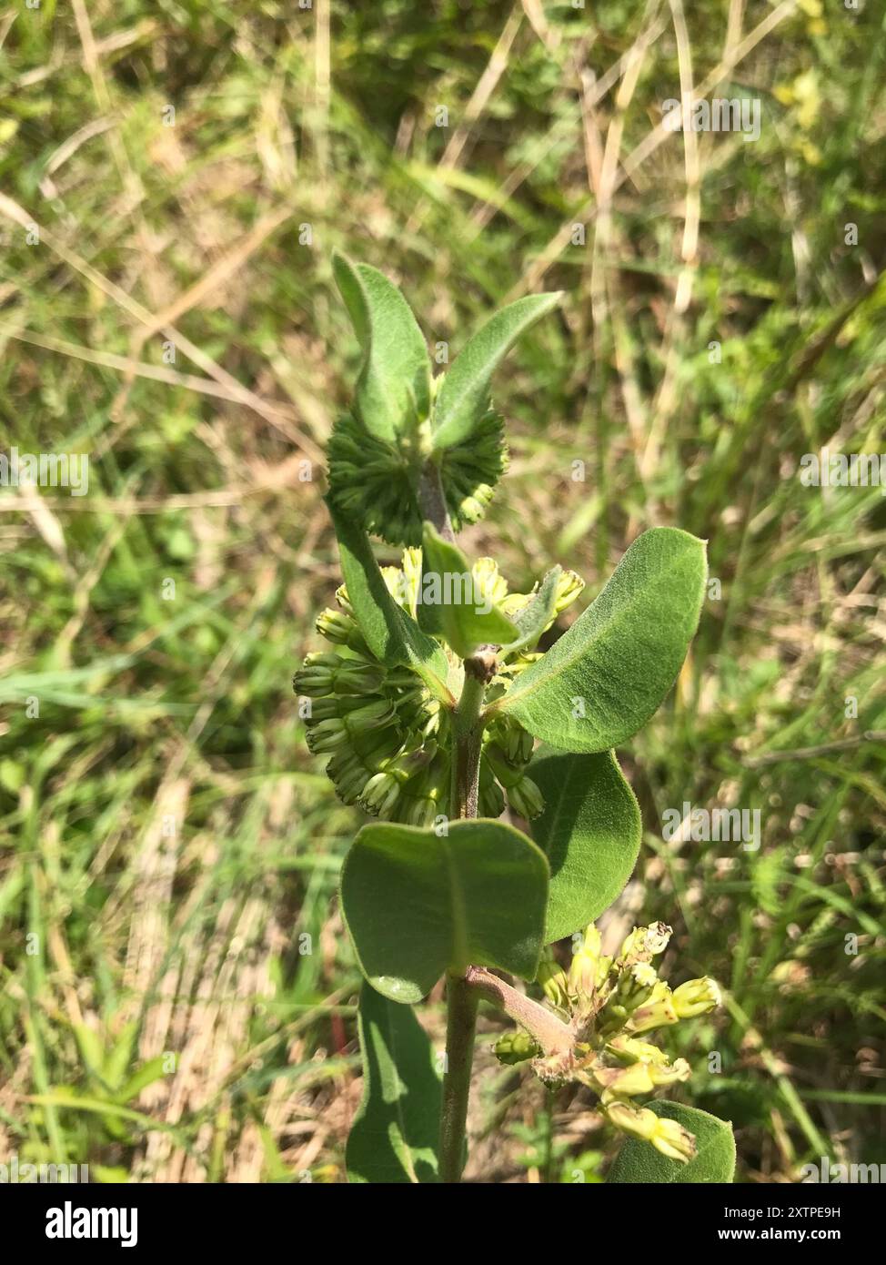 green comet milkweed (Asclepias viridiflora) Plantae Stock Photo - Alamy