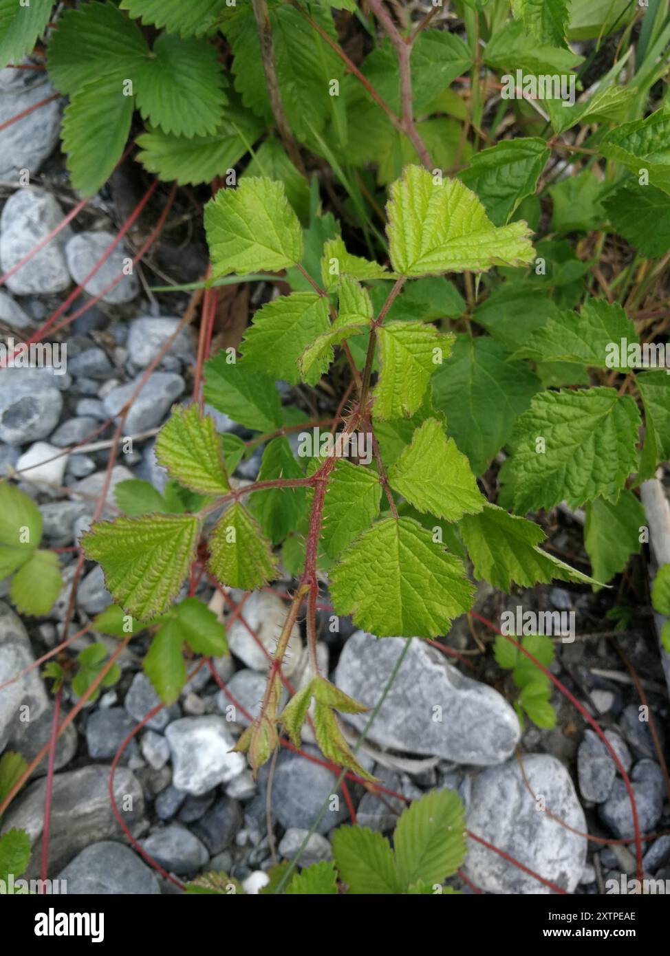 European dewberry (Rubus caesius) Plantae Stock Photo - Alamy