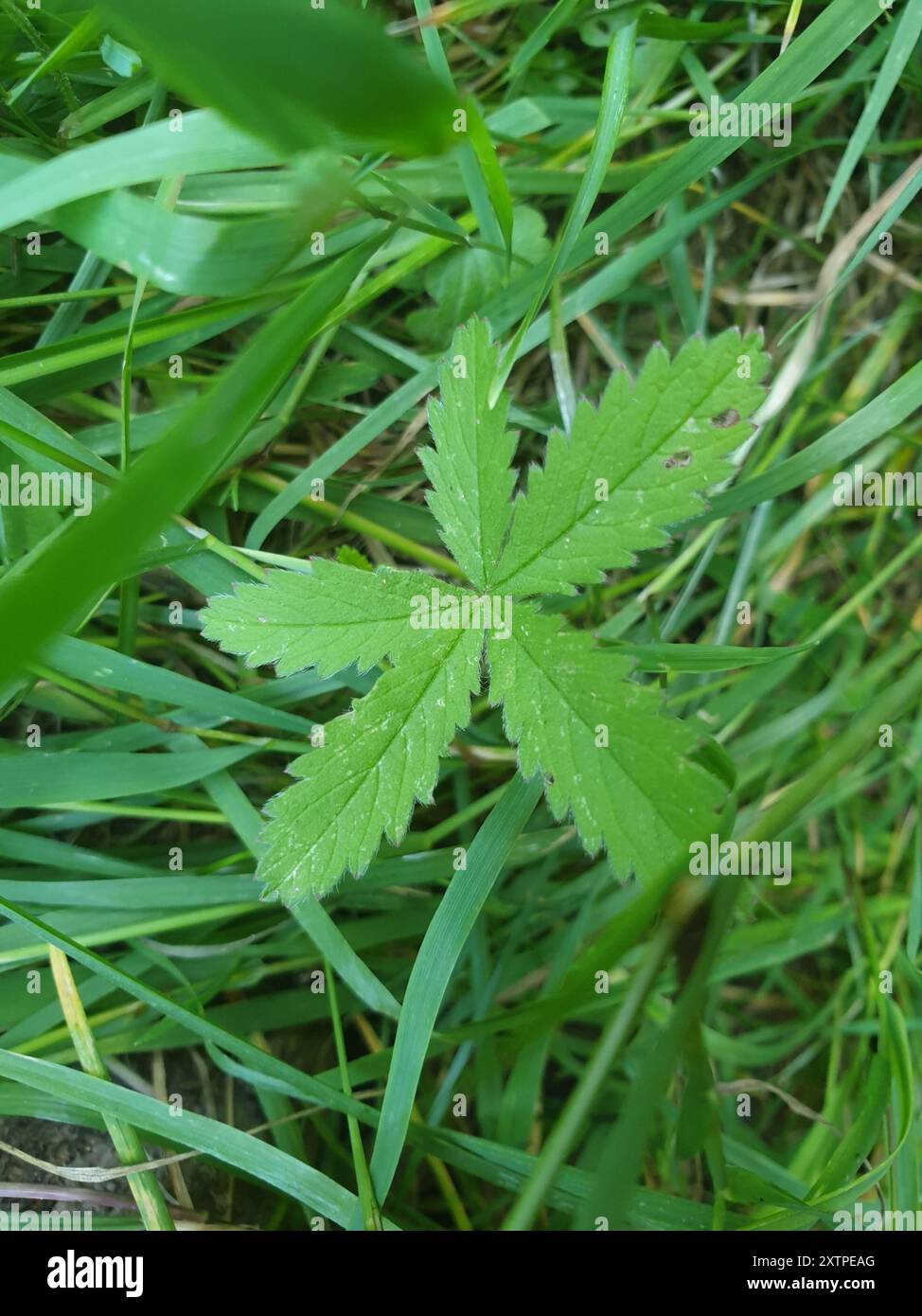 Creeping cinquefoil (Potentilla reptans) Plantae Stock Photo - Alamy