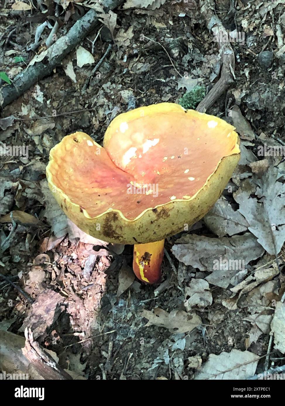 Red-mouth Bolete (Neoboletus subvelutipes) Fungi Stock Photo - Alamy