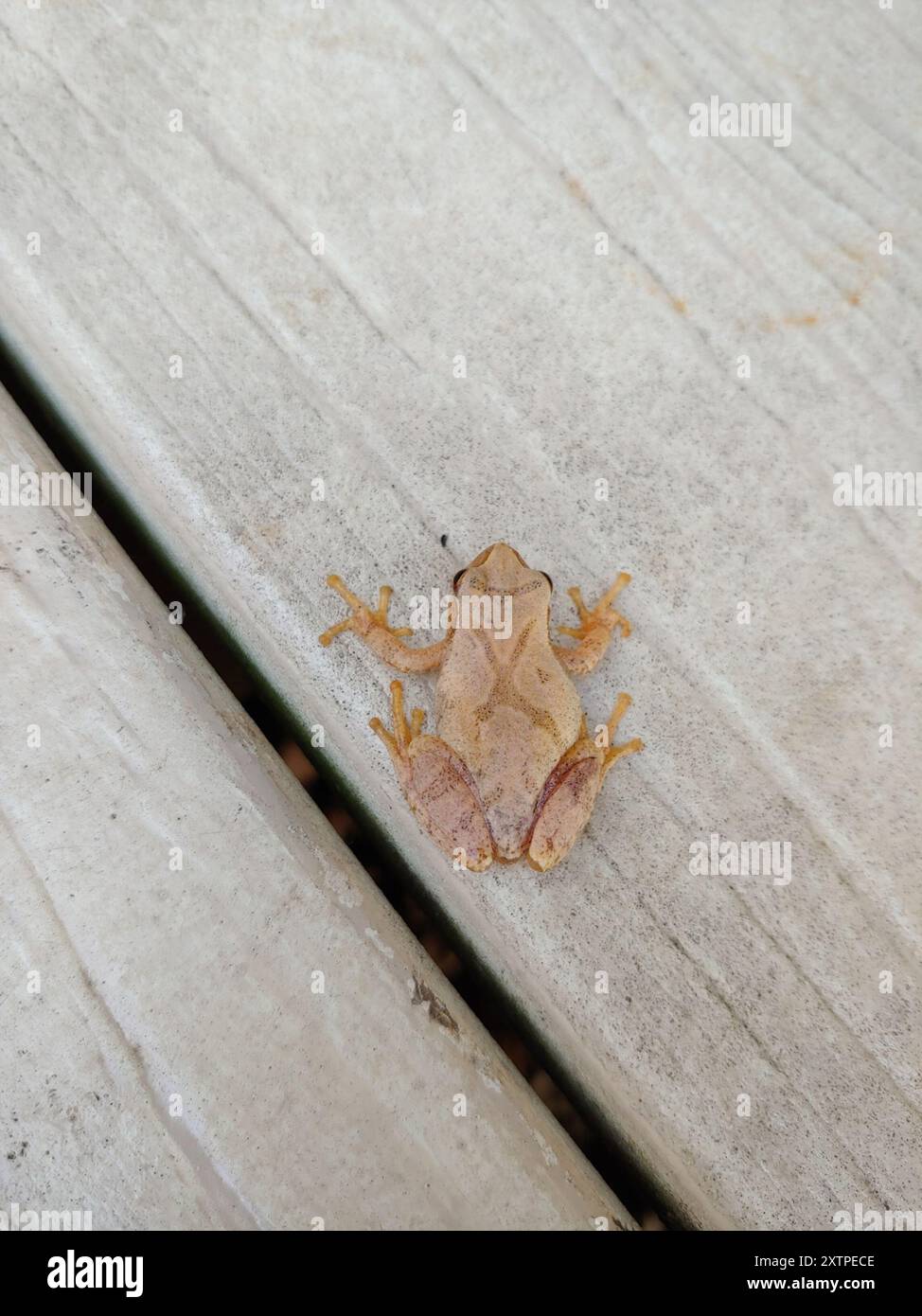 Spring Peeper (Pseudacris crucifer) Amphibia Stock Photo - Alamy