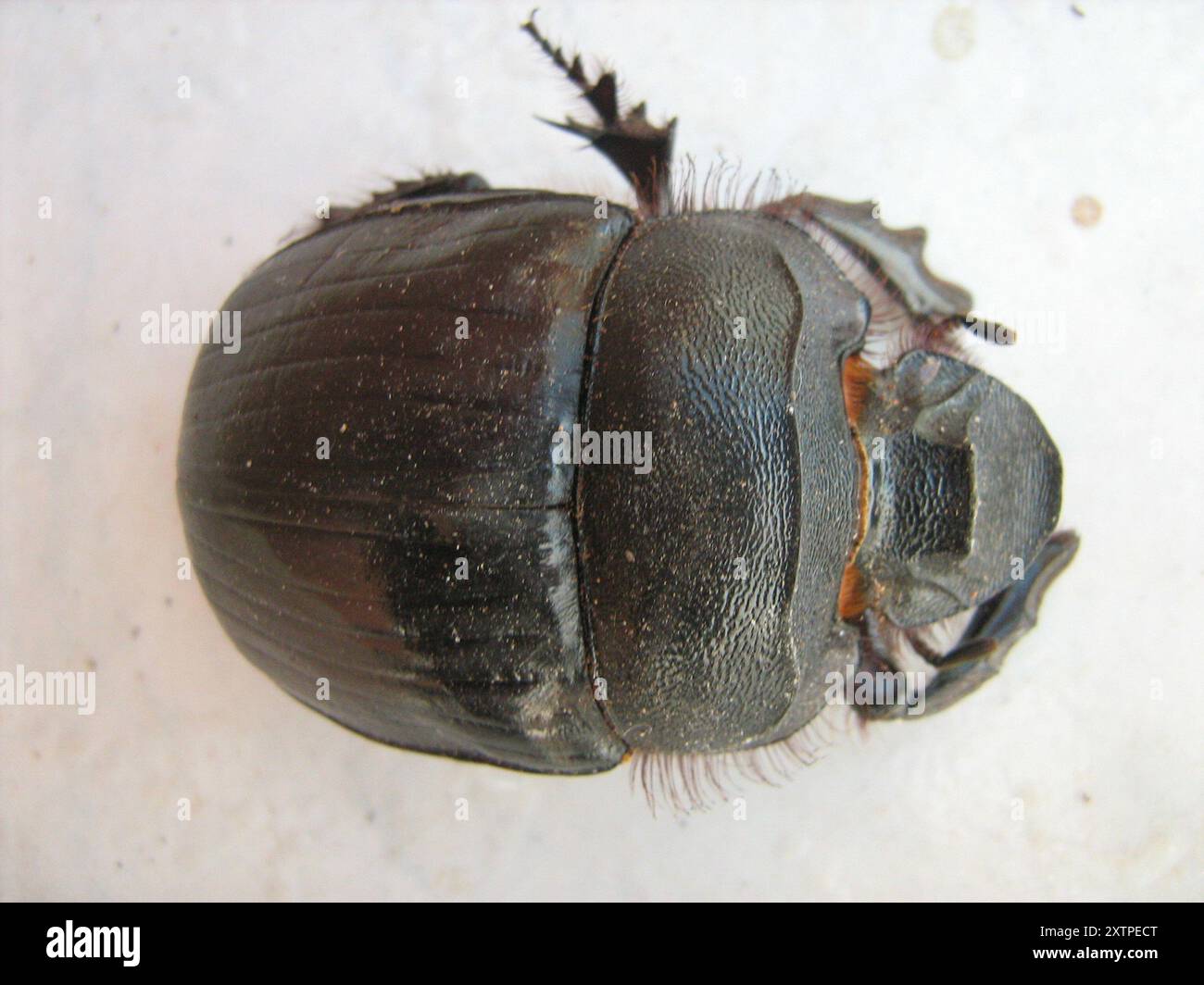 (Heliocopris hamadryas) Insecta Stock Photo - Alamy