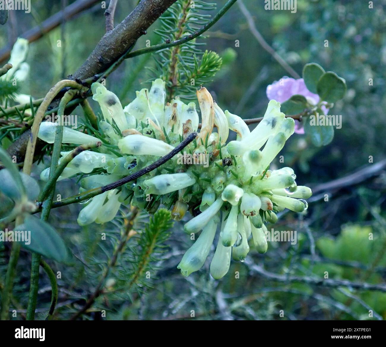 Bottle Green Heath (Erica sessiliflora) Plantae Stock Photo - Alamy