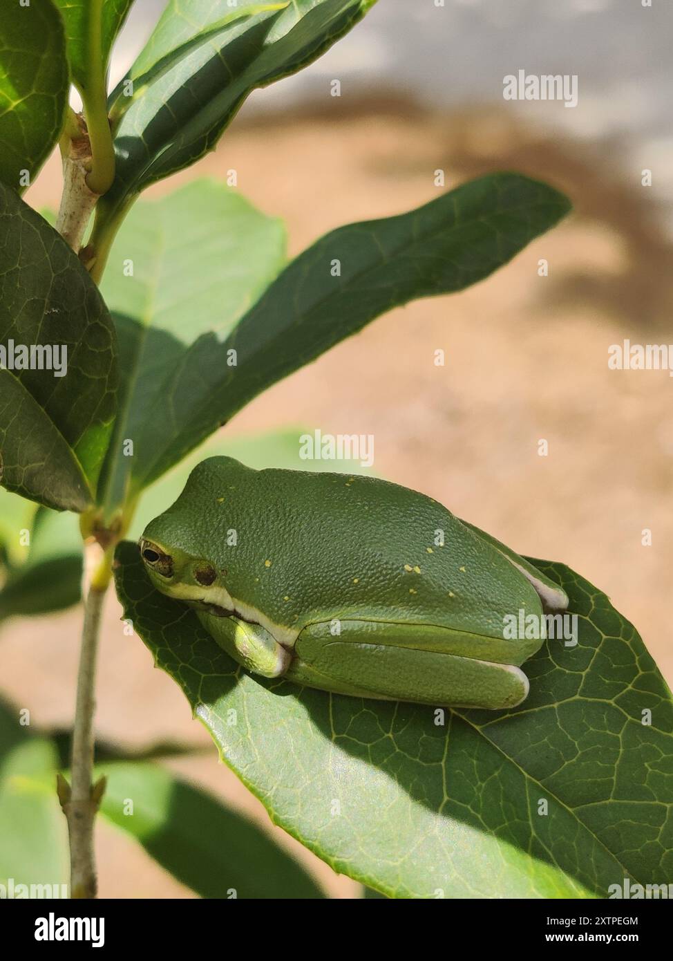 Green Treefrog (Hyla cinerea) Amphibia Stock Photo - Alamy