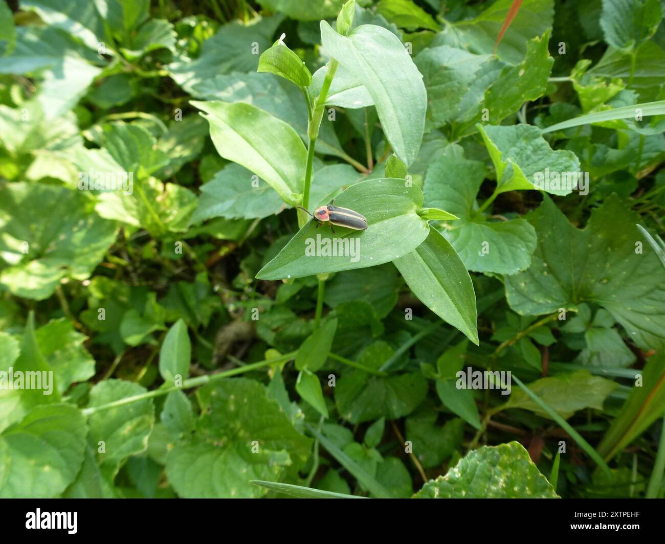 Common Eastern Firefly (Photinus pyralis) Insecta Stock Photo - Alamy