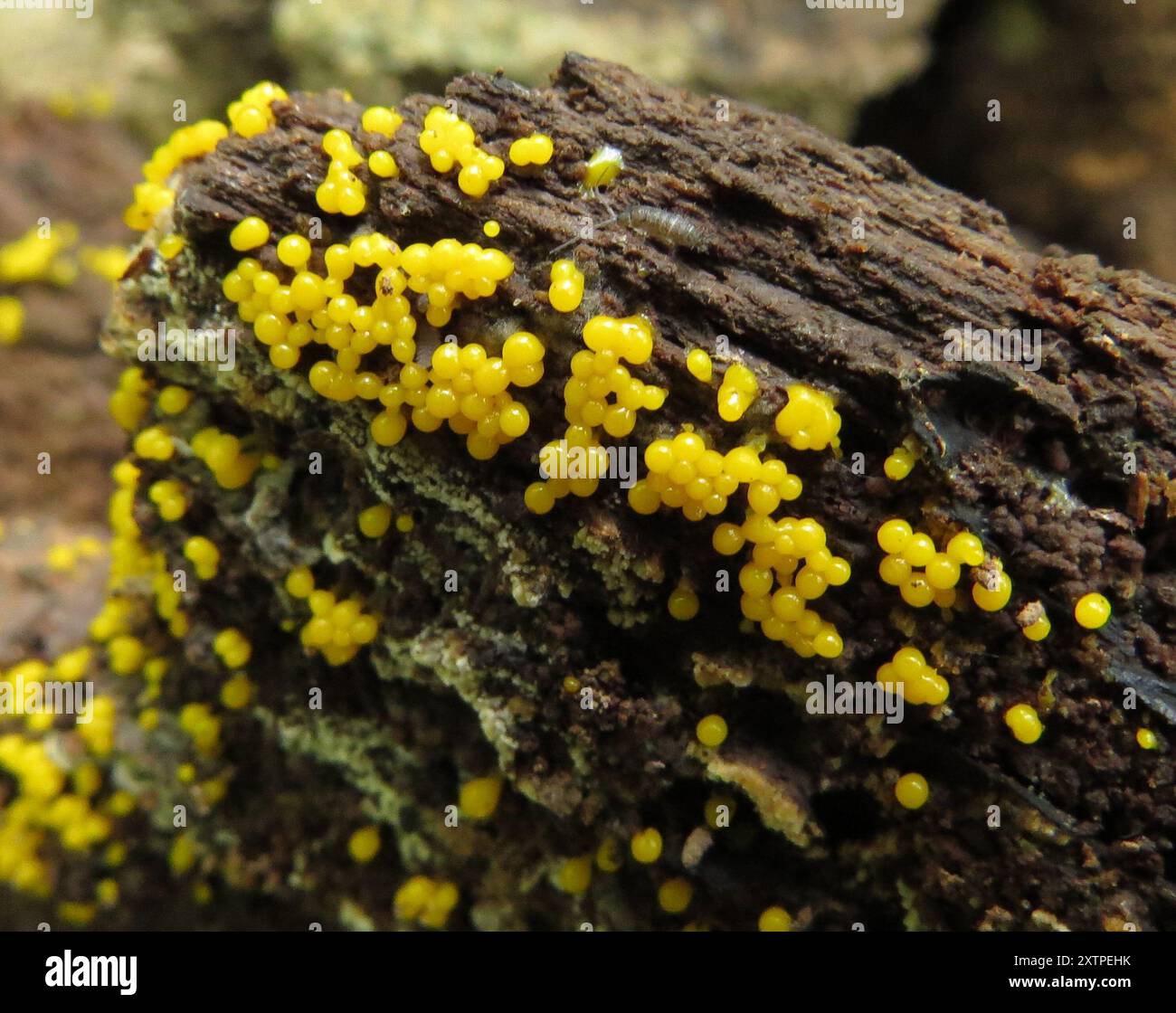 True slime molds hi-res stock photography and images - Alamy