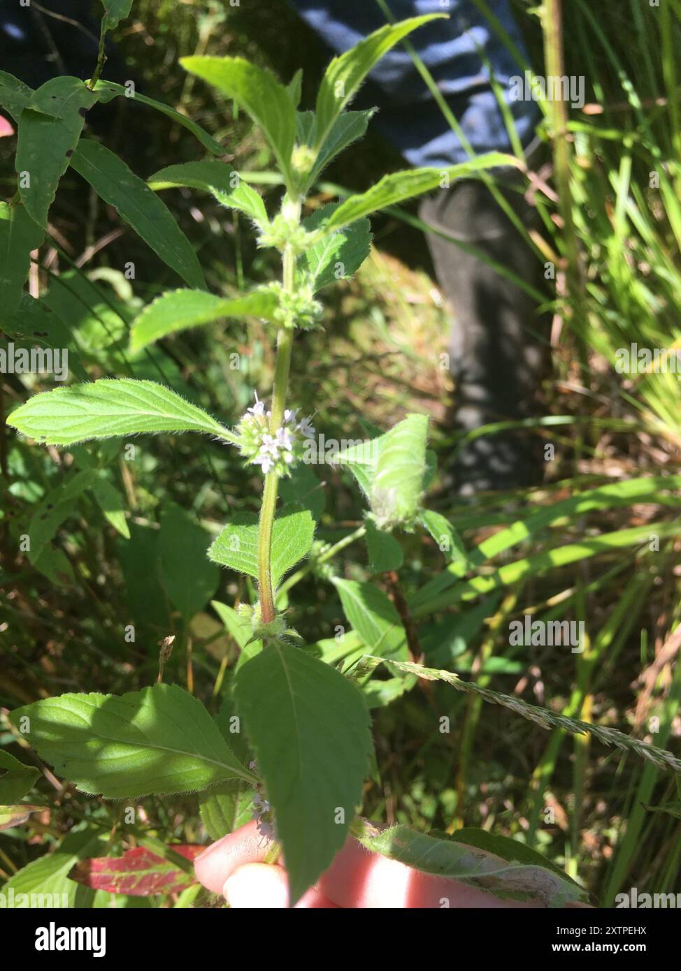 corn mint (Mentha arvensis) Plantae Stock Photo - Alamy