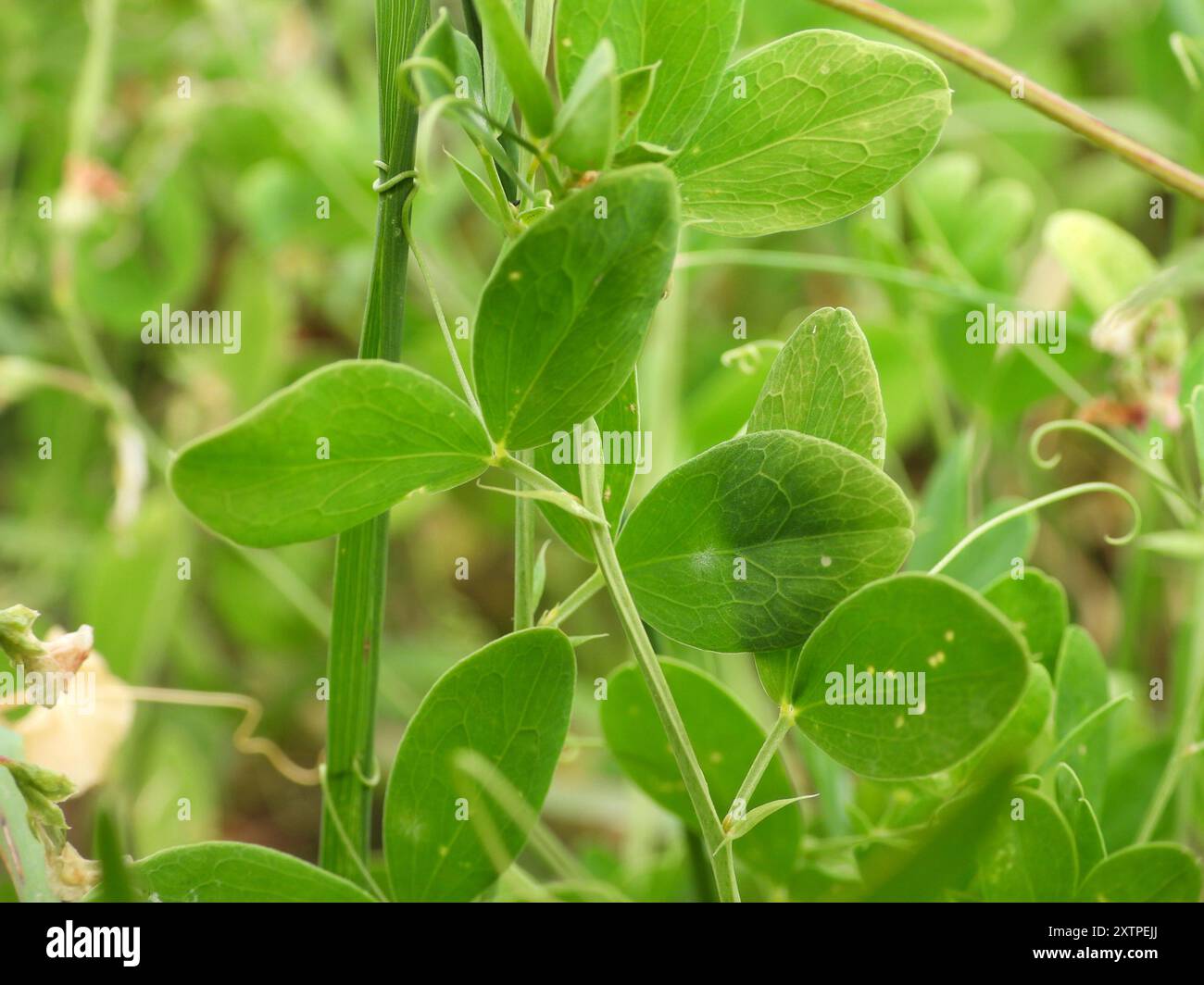 tuberous pea (Lathyrus tuberosus) Plantae Stock Photo - Alamy