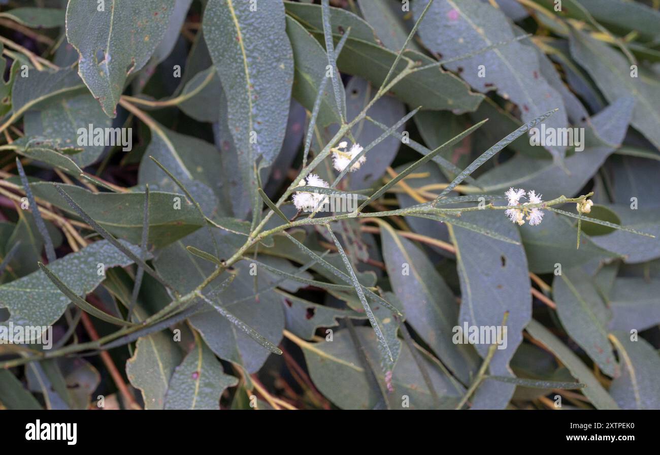 Sweet Wattle (Acacia suaveolens) Plantae Stock Photo - Alamy