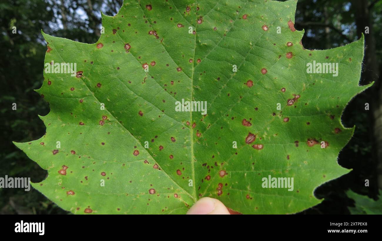 Cercospora hi-res stock photography and images - Alamy