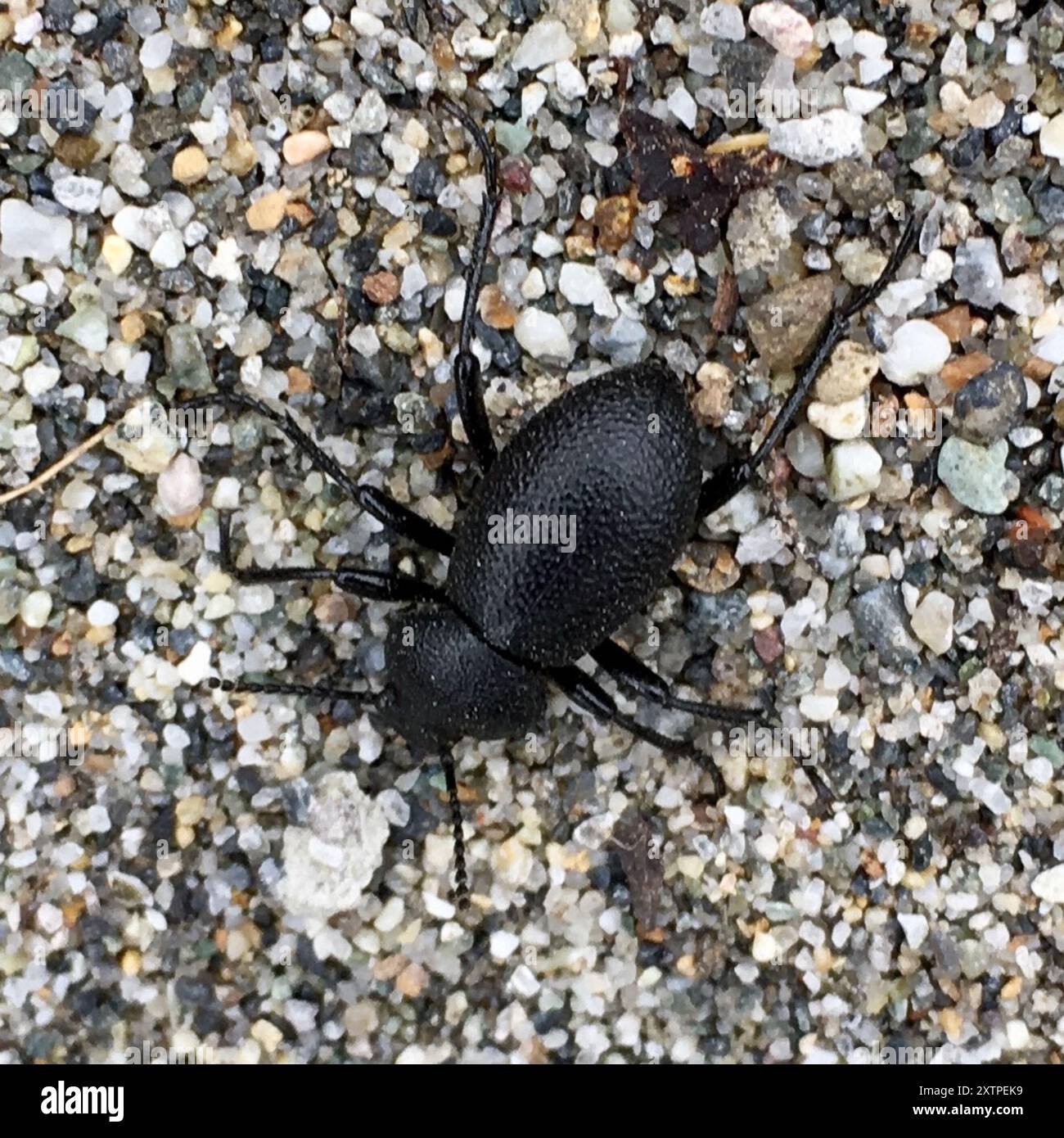 Cucujiform beetles hi-res stock photography and images - Alamy