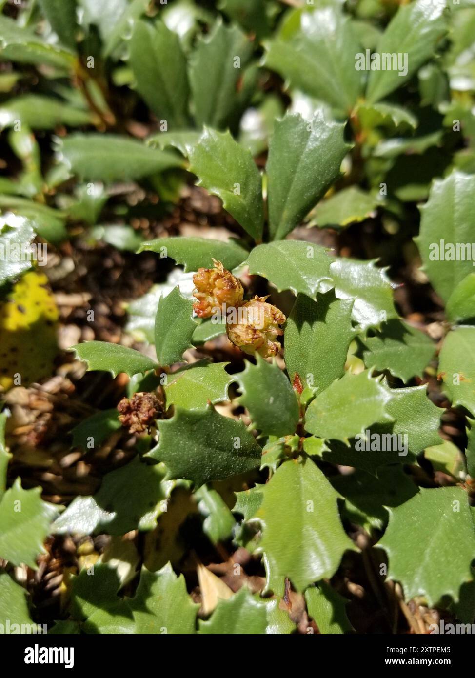 Mahala mat (Ceanothus prostratus) Plantae Stock Photo - Alamy