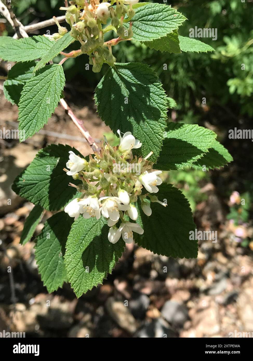 Ninebarks hi-res stock photography and images - Alamy