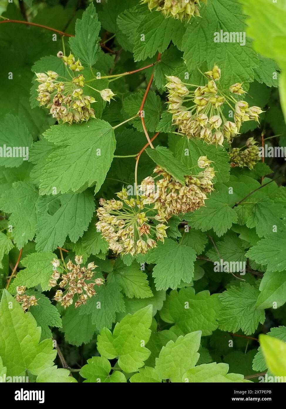 Pacific ninebark (Physocarpus capitatus) Plantae Stock Photo - Alamy
