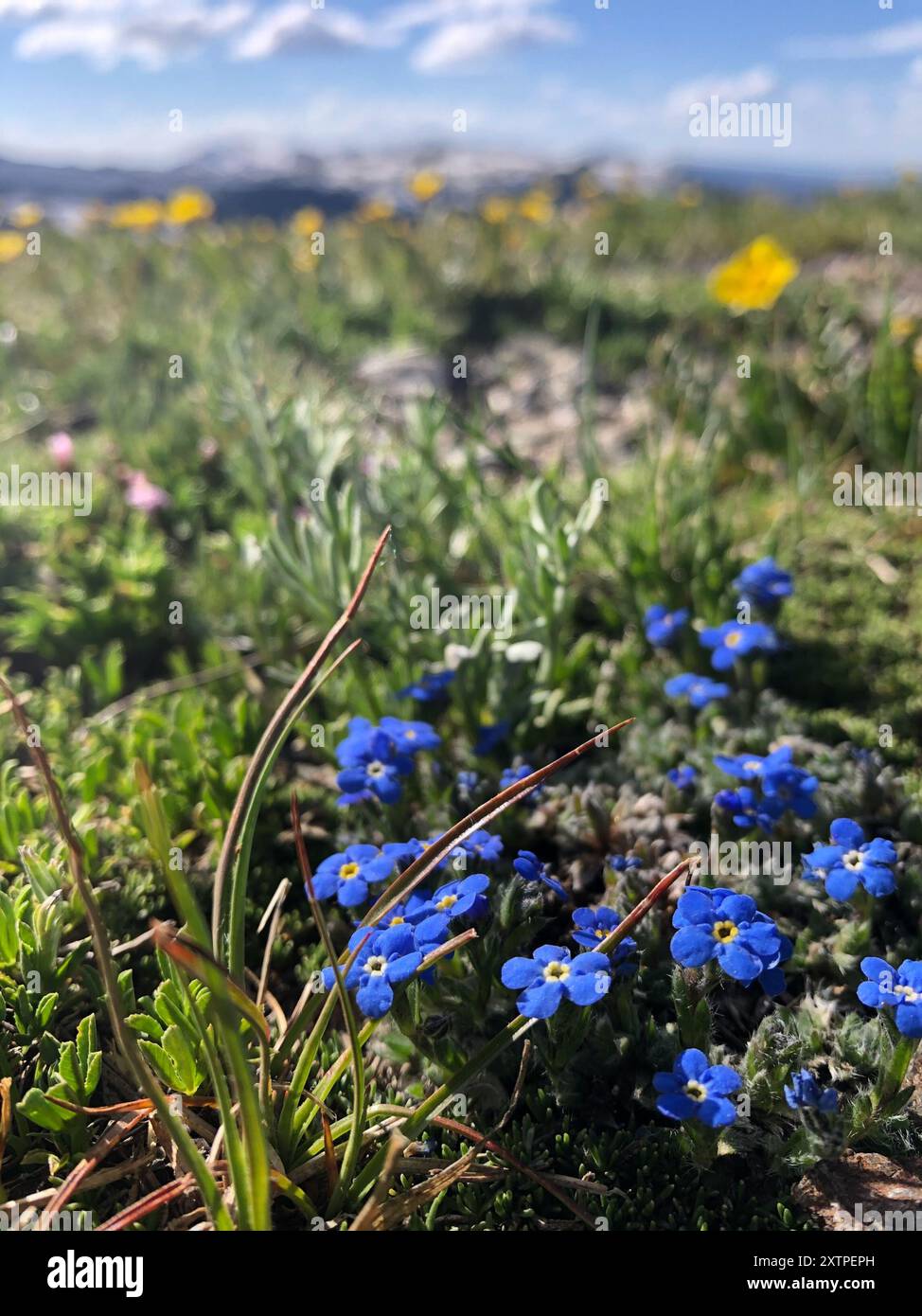 pale alpine forget-me-not (Eritrichium argenteum) Plantae Stock Photo ...