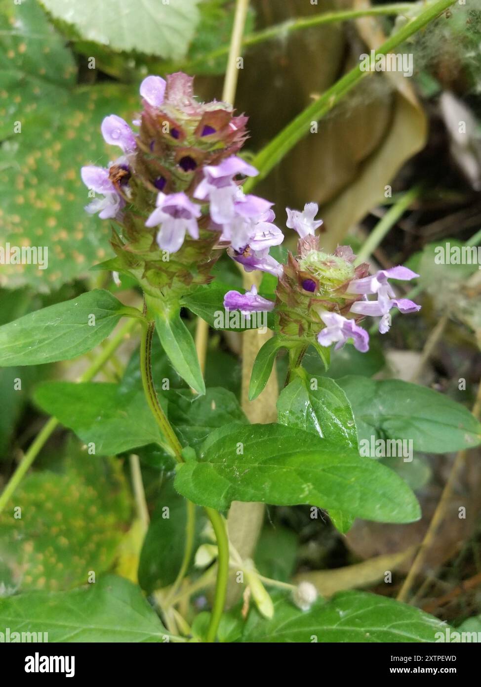 common selfheal (Prunella vulgaris) Plantae Stock Photo - Alamy