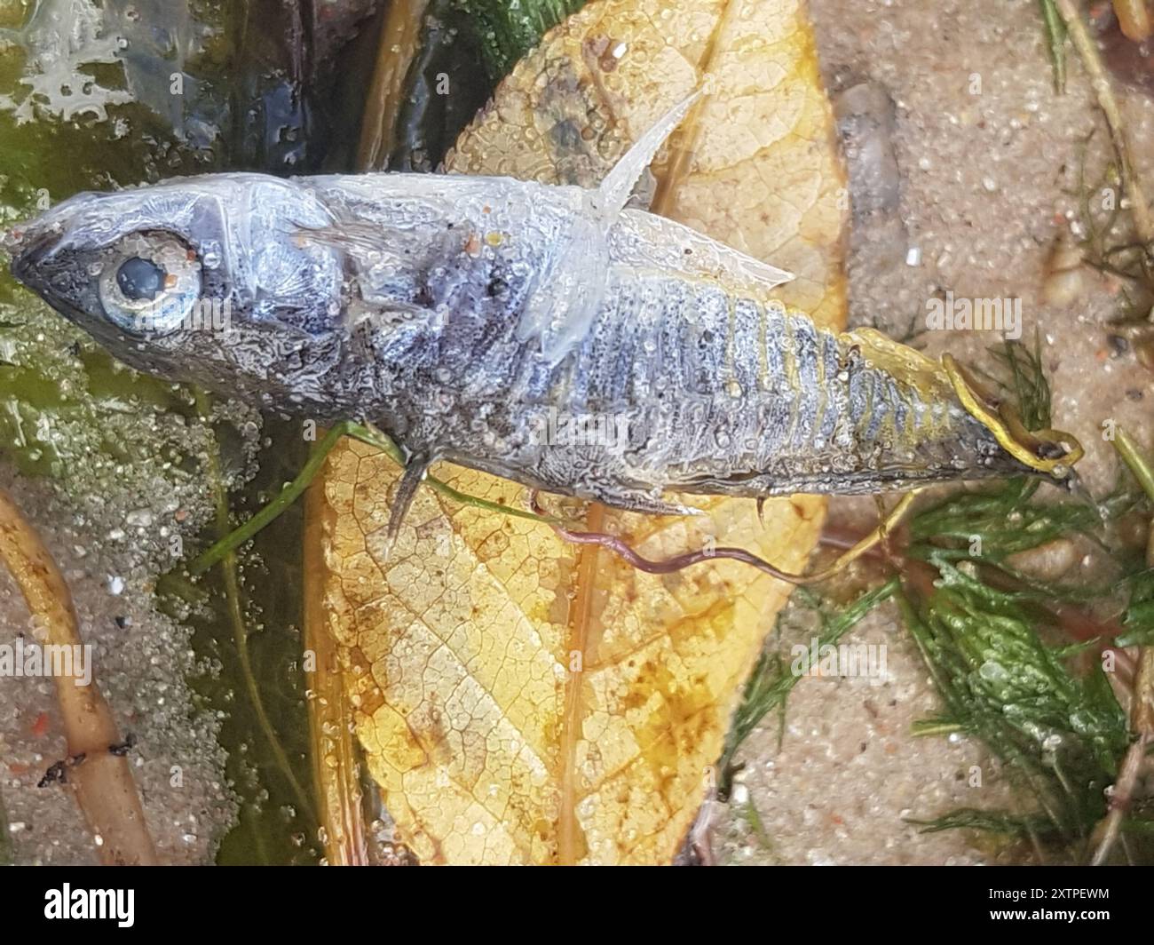 Threespine Stickleback (Gasterosteus aculeatus) Actinopterygii Stock ...
