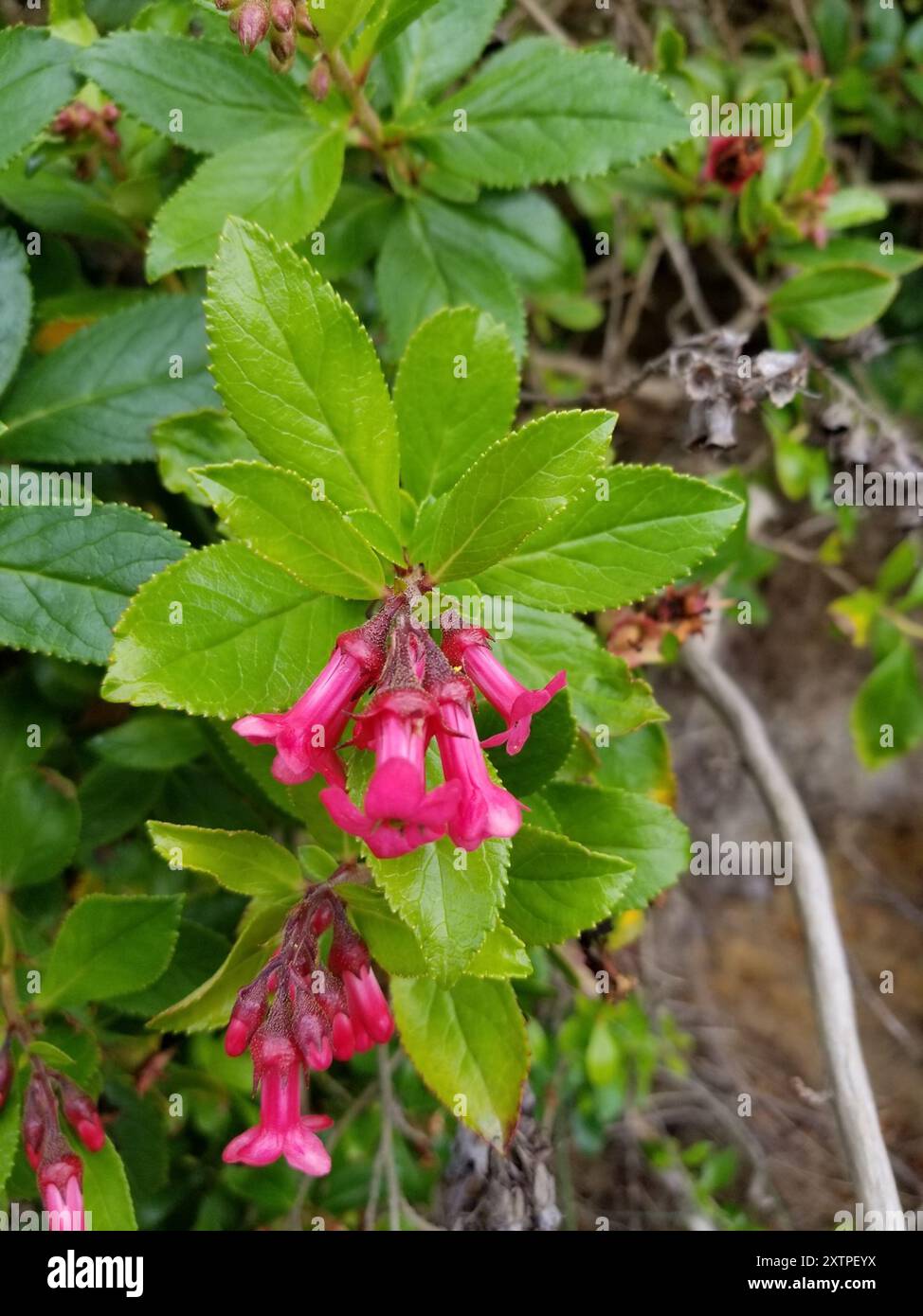 redclaws (Escallonia rubra) Plantae Stock Photo - Alamy