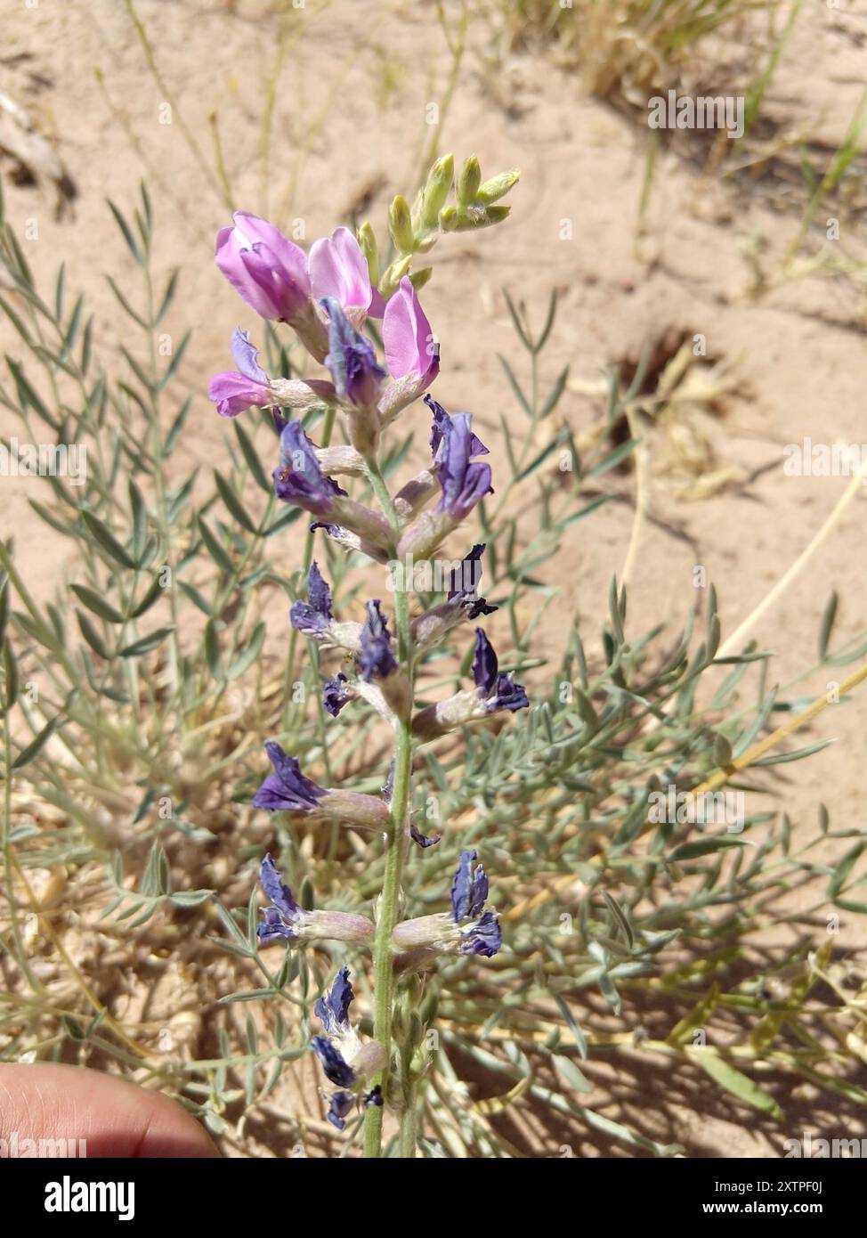 Yellow Milkvetch (Astragalus flavus) Plantae Stock Photo - Alamy