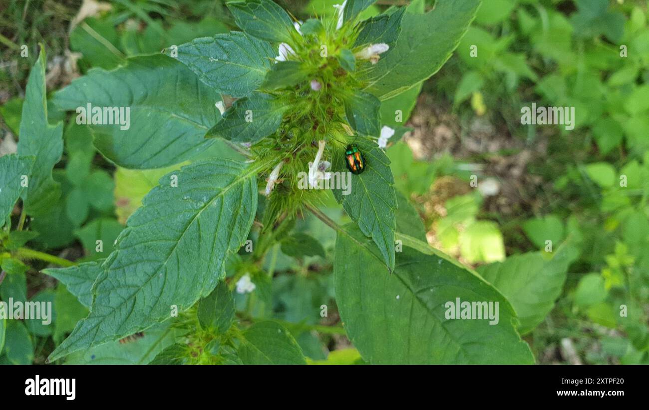 Dead-nettle Leaf Beetle (Fasta fastuosa) Insecta Stock Photo - Alamy