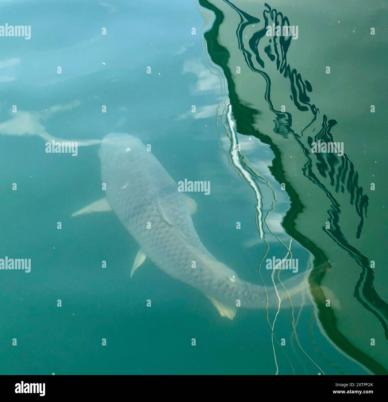 European Carp (Cyprinus carpio) Actinopterygii Stock Photo - Alamy