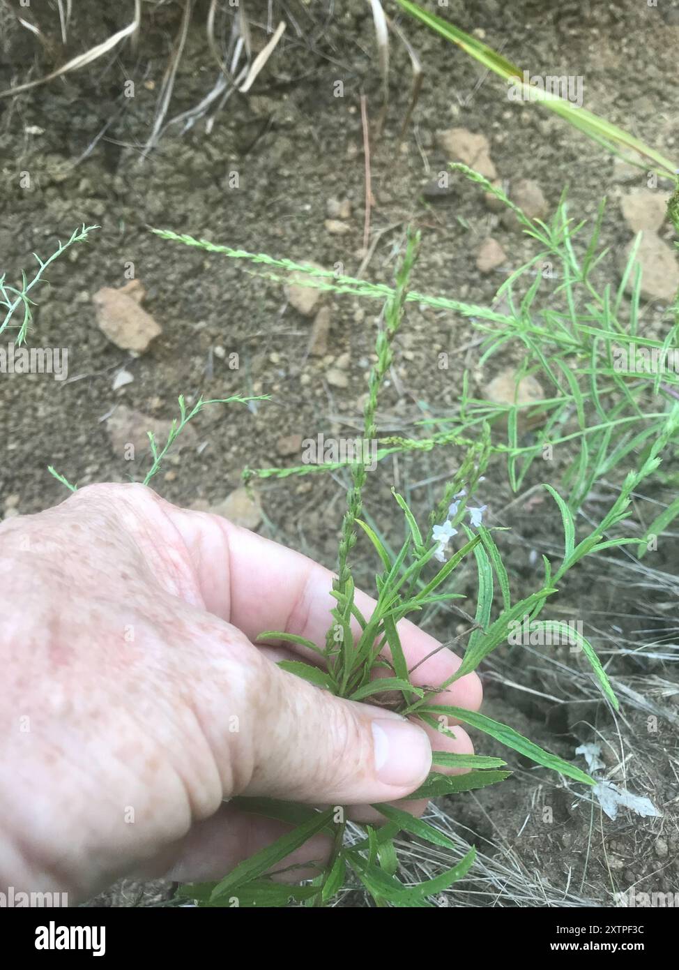 Narrowleaf Vervain (Verbena simplex) Plantae Stock Photo - Alamy