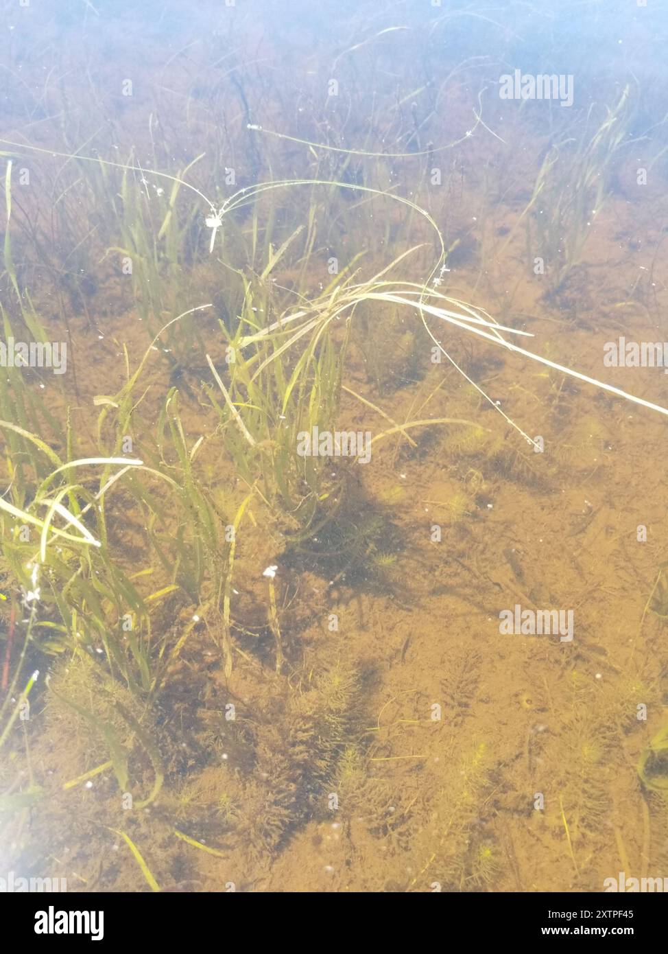 monocots (Liliopsida) Plantae Stock Photo - Alamy