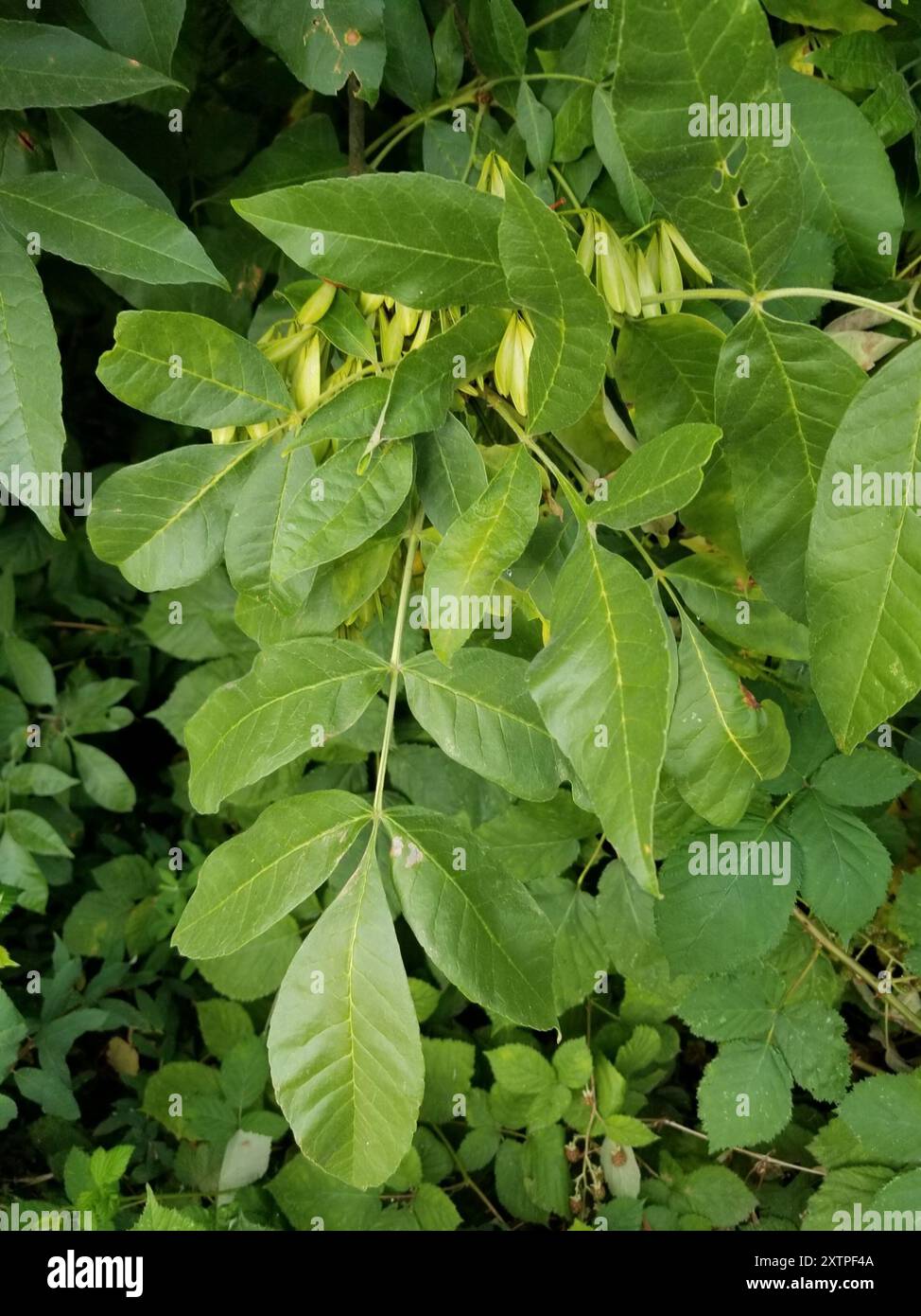 Oregon Ash (Fraxinus latifolia) Plantae Stock Photo - Alamy