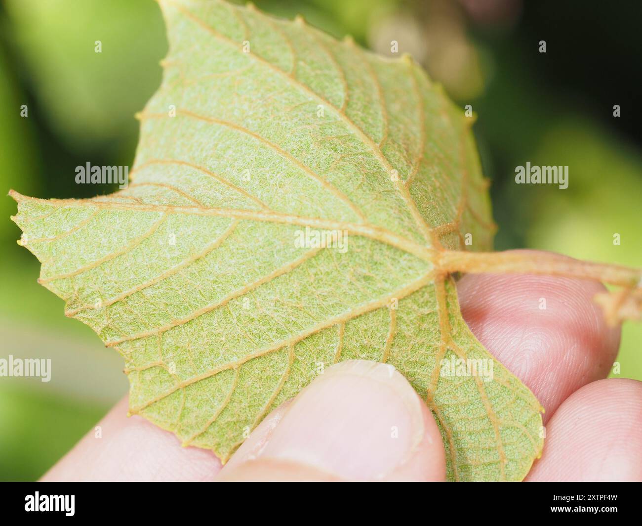 riverbank grape (Vitis riparia) Plantae Stock Photo - Alamy