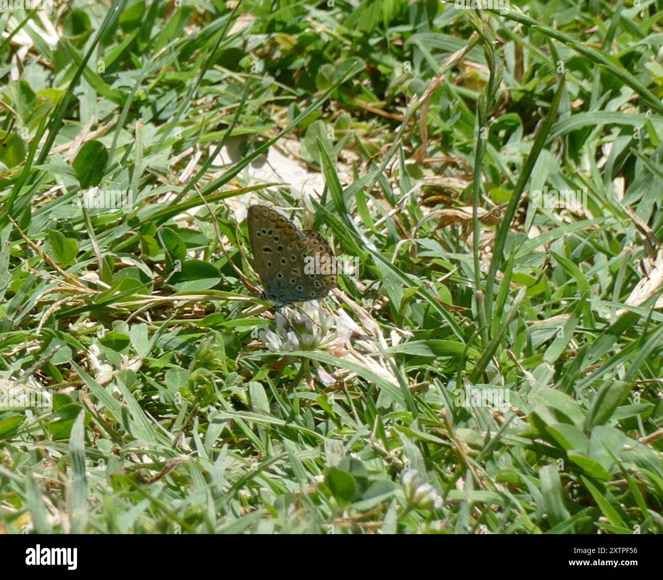 Common Blue (Polyommatus icarus) Insecta Stock Photo - Alamy